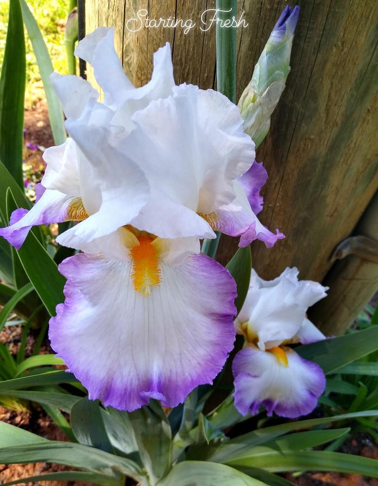 Photo of the bloom of Tall Bearded Iris (Iris 'Starting Fresh') posted ...
