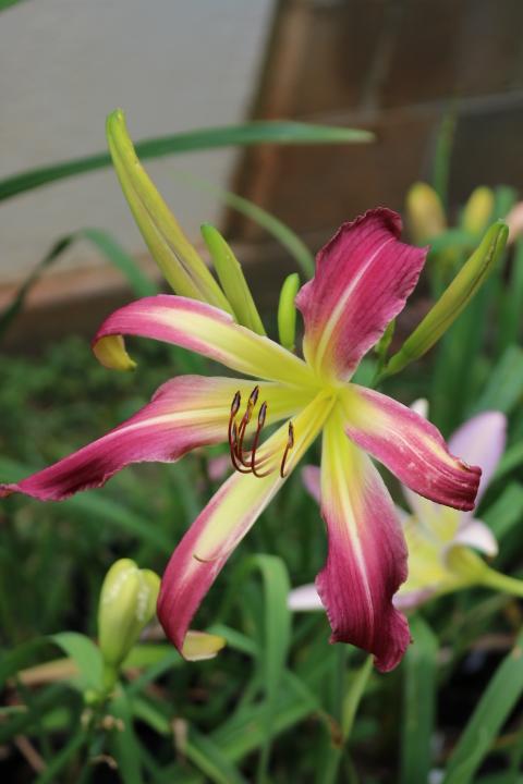 Photo of the bloom of Daylily (Hemerocallis 'Dave Guleke') posted by ...