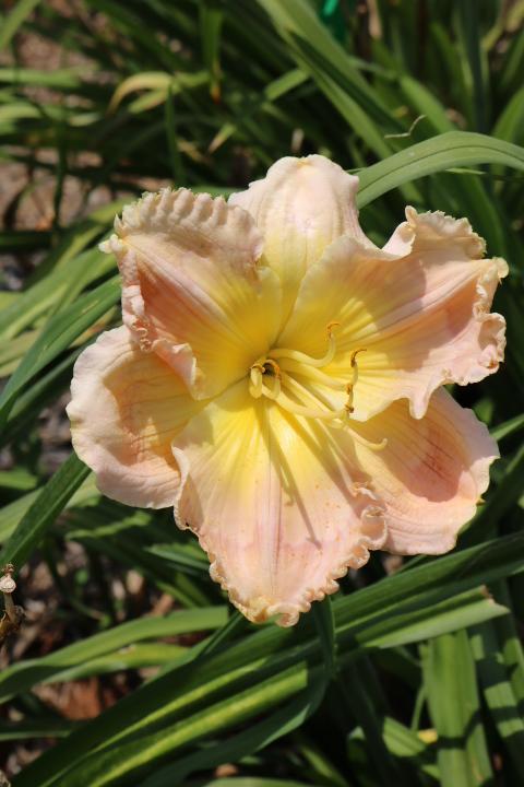 Photo of the bloom of Daylily (Hemerocallis 'Ed and Pat') posted by ...