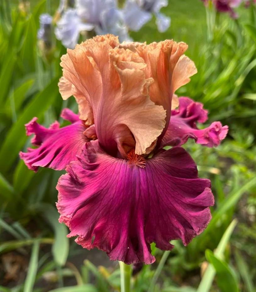 Photo of the bloom of Tall Bearded Iris (Iris 'Sweet City Woman ...