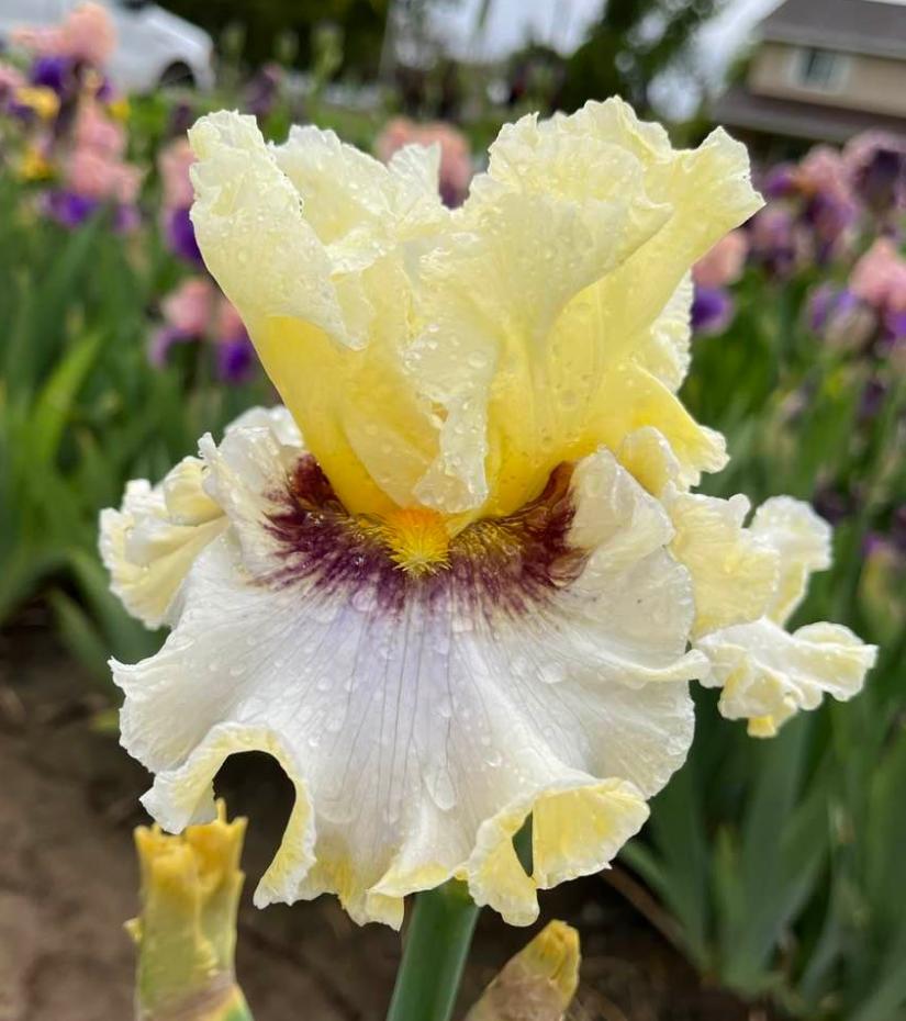 Photo of the bloom of Tall Bearded Iris (Iris 'Truth or Dare') posted ...