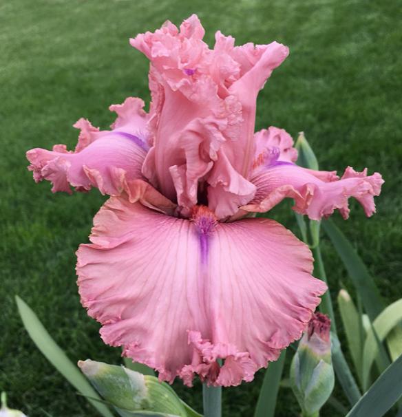 Photo of the bloom of Tall Bearded Iris (Iris 'Star Turn') posted by ...