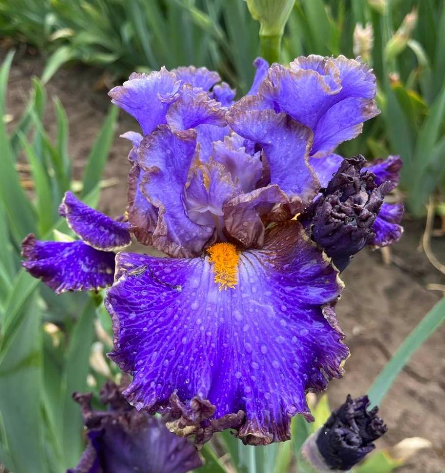 Tall Bearded Iris (Iris 'Edged Out') in the Irises Database - Garden.org