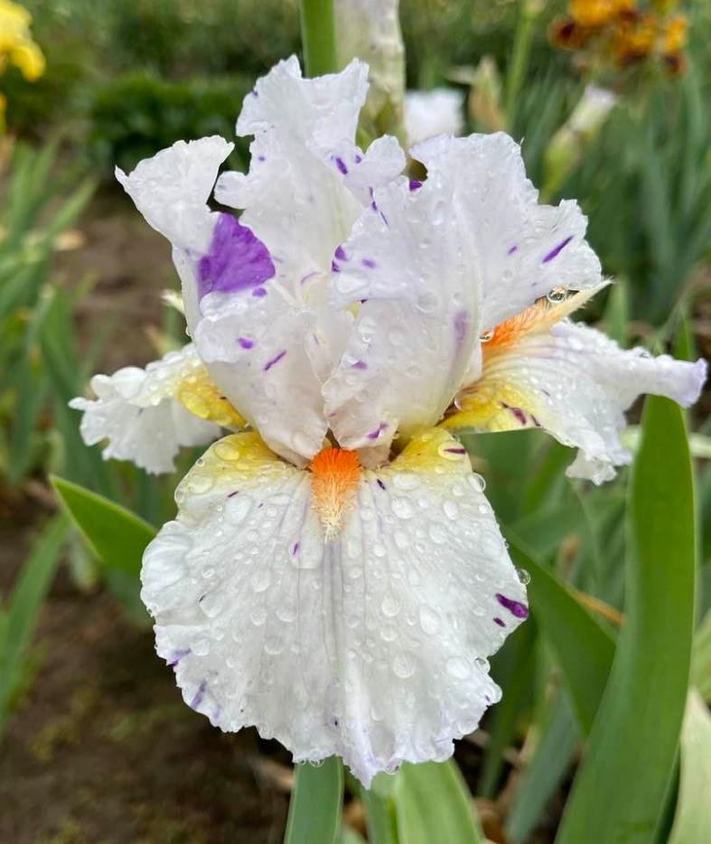 Photo of the bloom of Tall Bearded Iris (Iris 'Don't Doubt Dalton ...