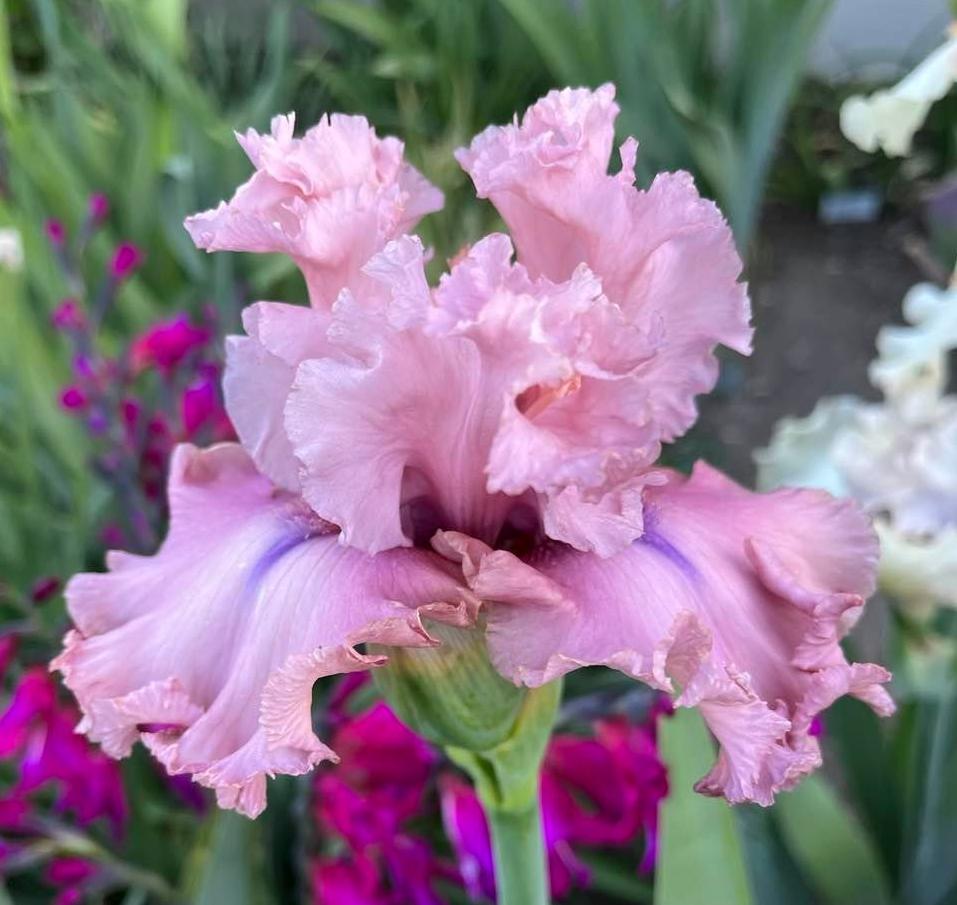 Photo of the bloom of Tall Bearded Iris (Iris 'Star Turn') posted by ...