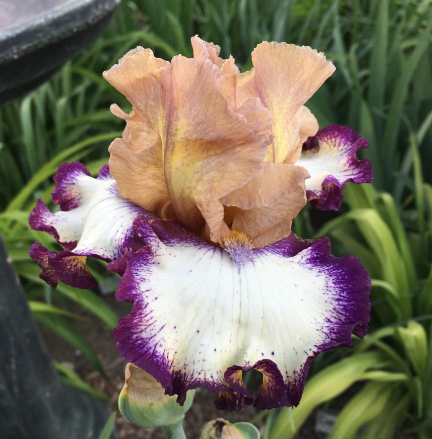 Photo of the bloom of Tall Bearded Iris (Iris 'Safe and Sound') posted ...