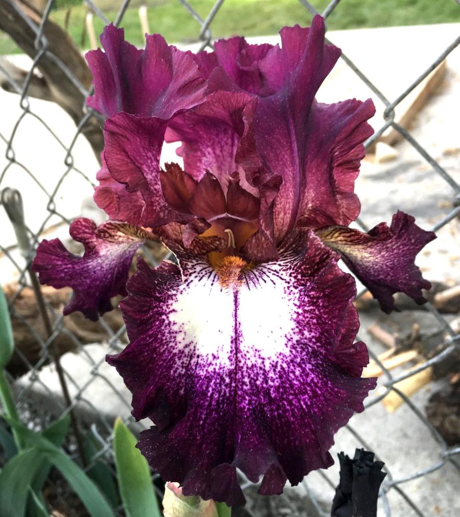 Photo of the bloom of Tall Bearded Iris (Iris 'Tennison Ridge') posted ...