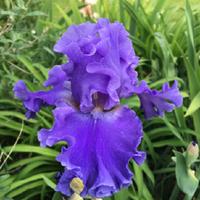 Photo of the bloom of Tall Bearded Iris (Iris 'Sea Power') posted by ...