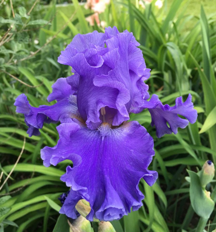 Photo of the bloom of Tall Bearded Iris (Iris 'Sea Power') posted by ...