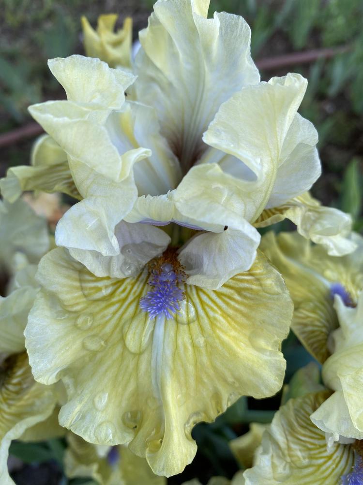 Photo of the bloom of Intermediate Bearded Iris (Iris 'Marsh Mist ...
