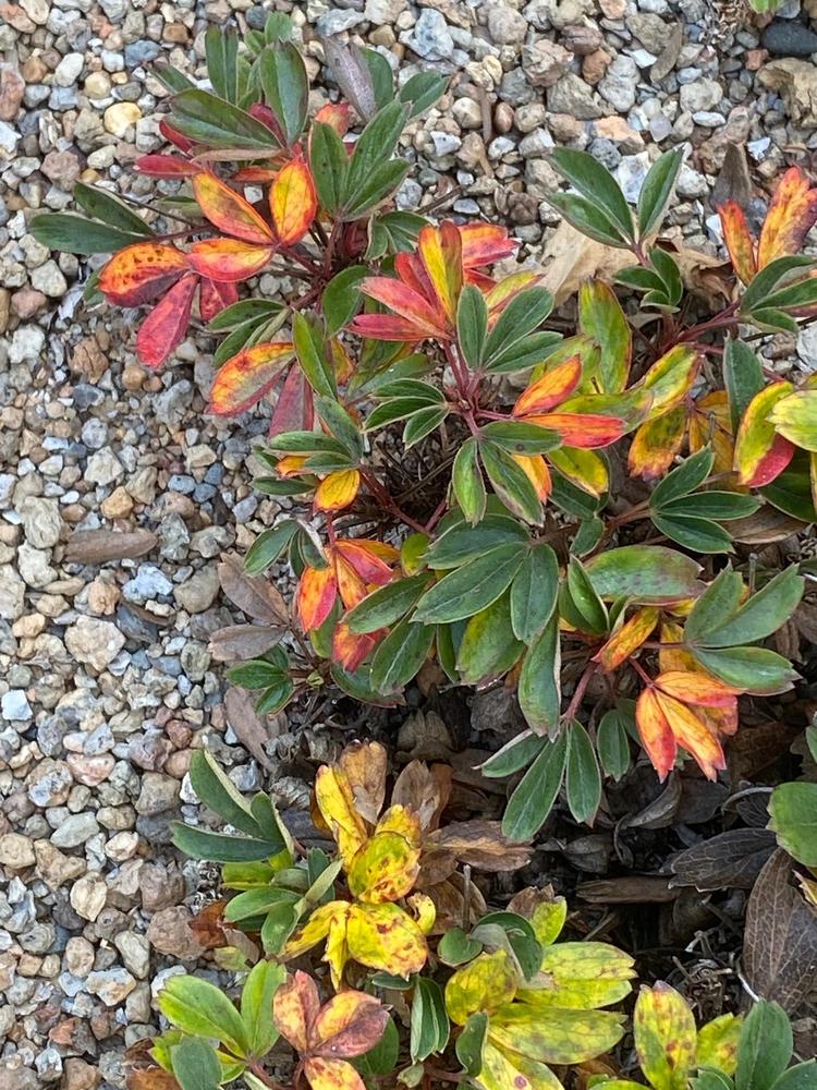 Photo of the fall color of Three-Toothed Cinquefoil (Sibbaldia ...