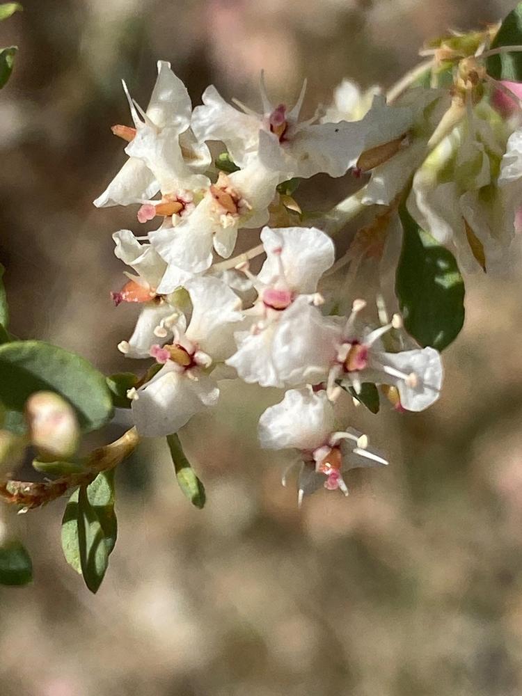 Photo of the bloom of Atraphaxis spinosa posted by SL_gardener - Garden.org