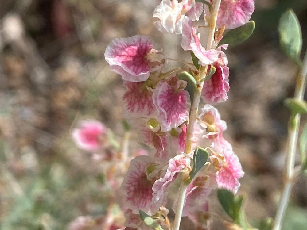 Atraphaxis spinosa - Garden.org