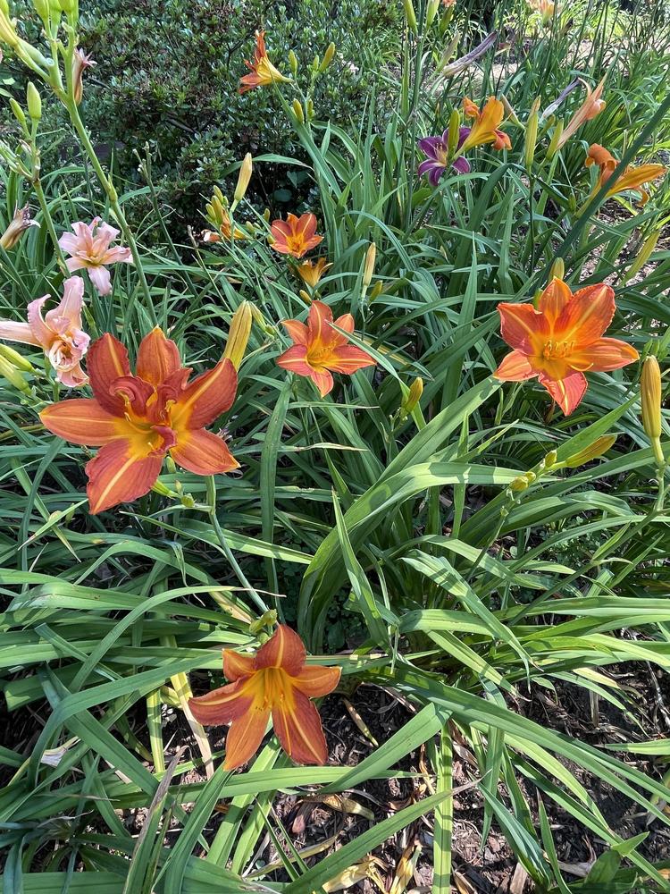 Photo of the entire plant of Daylily (Hemerocallis 'Double Tulip ...