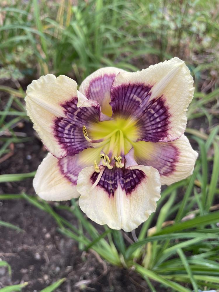 Photo of the bloom of Daylily (Hemerocallis 'Dime Store Magic') posted ...