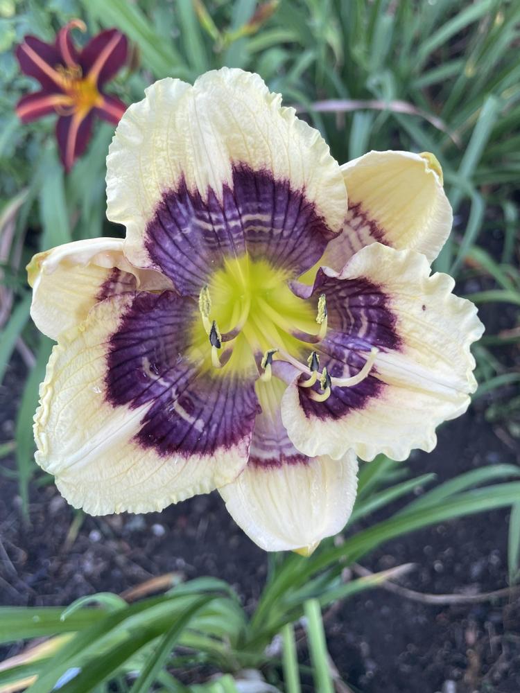 Photo of the bloom of Daylily (Hemerocallis 'Dime Store Magic') posted ...