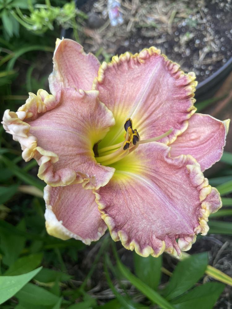 Photo of the bloom of Daylily (Hemerocallis 'Diva's Choice') posted by ...