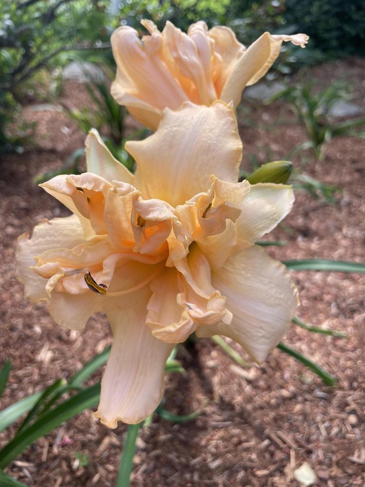 Photo of the bloom of Daylily (Hemerocallis 'Double Peach Basket ...
