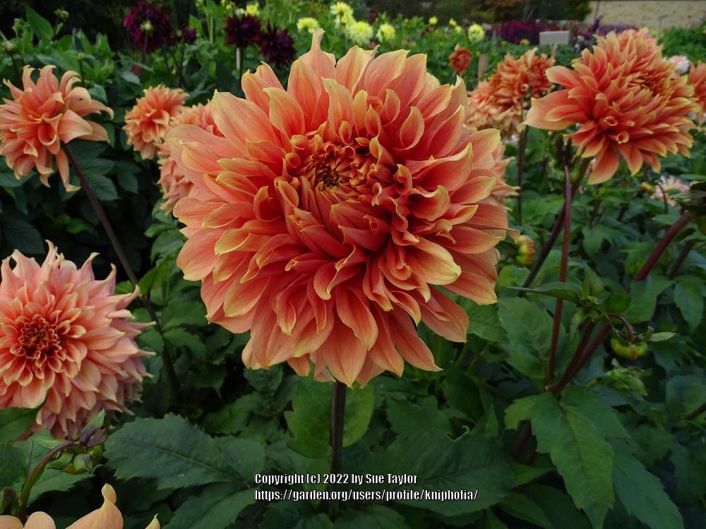 Photo of the bloom of Dahlia 'Fairway Spur' posted by kniphofia ...