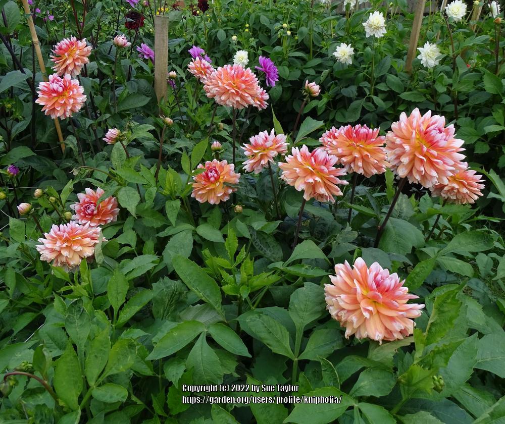 Photo of the entire plant of Dahlia 'Summit Festival' posted by ...