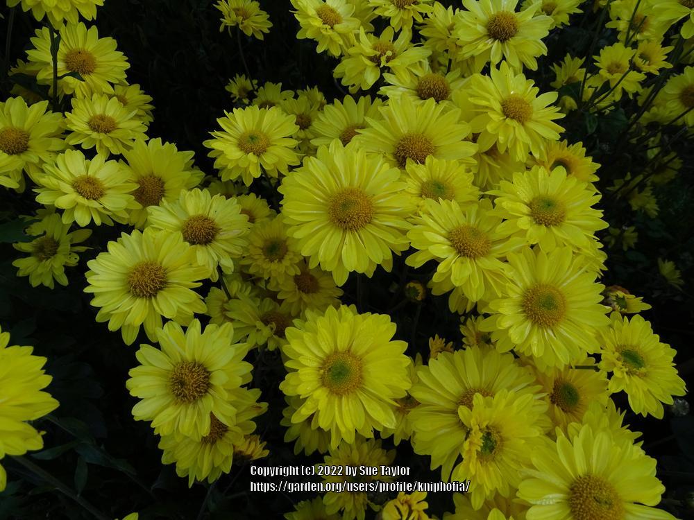 Photo of the bloom of Spray Mum (Chrysanthemum 'Yellow Enbee Wedding ...