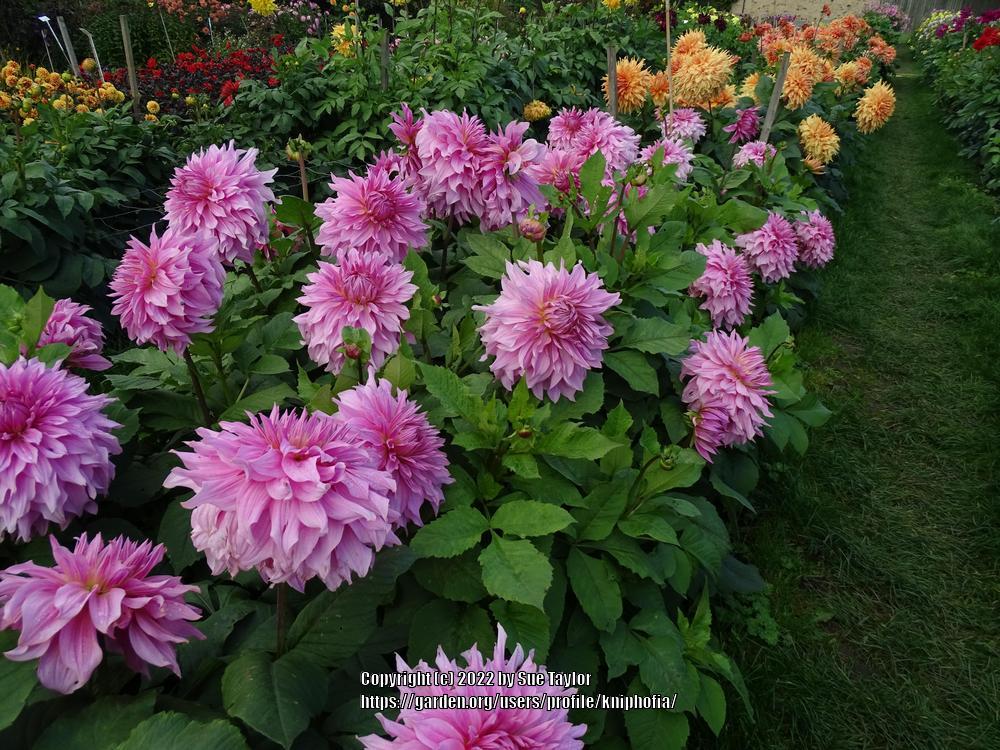 Photo of the entire plant of Dahlia 'Hamari Girl' posted by kniphofia ...