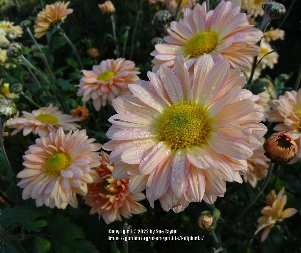 Photo of the bloom of Spray Chrysanthemum (Chrysanthemum 'Honey Enbee ...