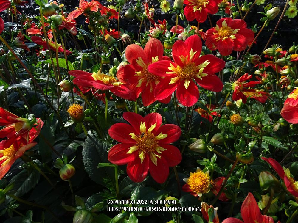 Photo of the bloom of Dahlia 'Ann Breckenfelder' posted by kniphofia ...