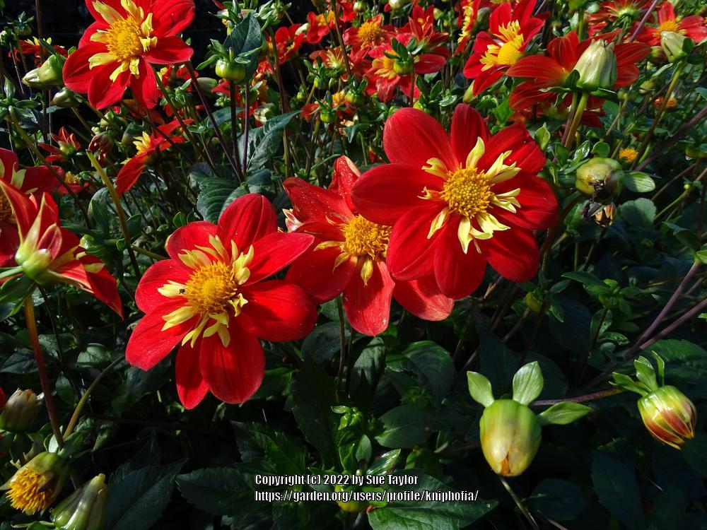 Photo of the bloom of Dahlia 'Ann Breckenfelder' posted by kniphofia ...