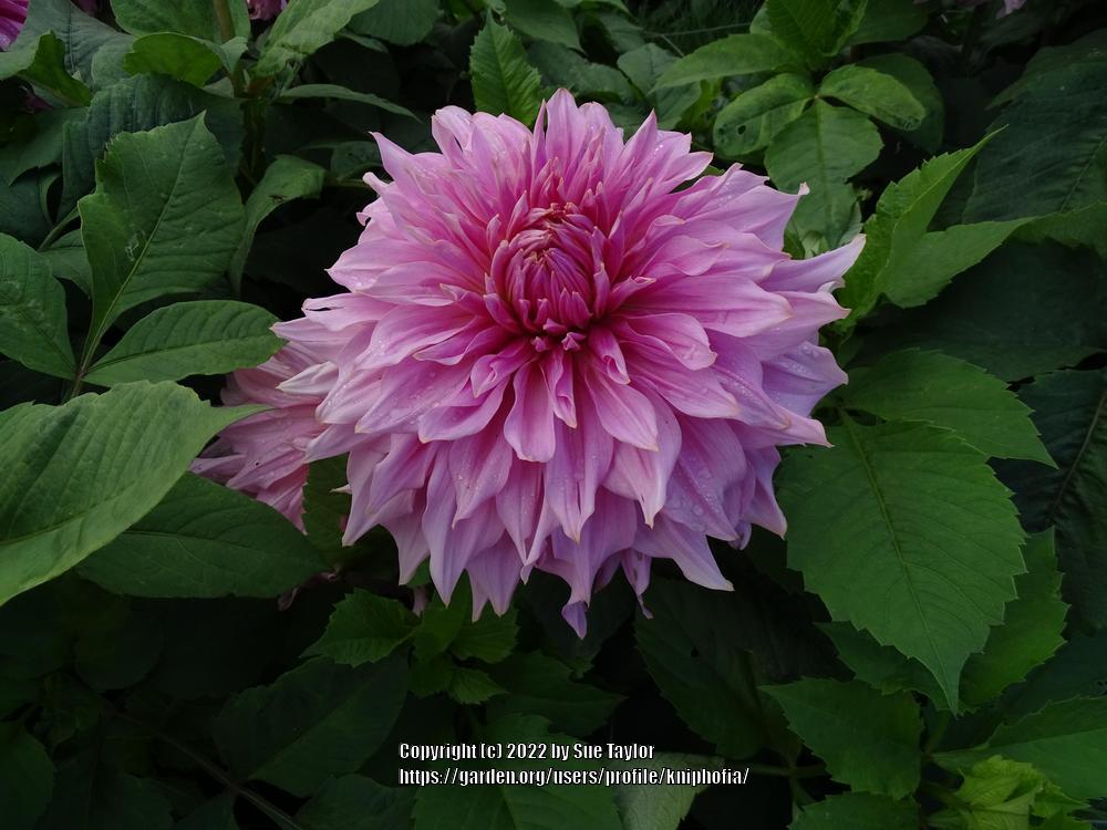 Photo of the bloom of Dahlia 'Hamari Girl' posted by kniphofia - Garden.org
