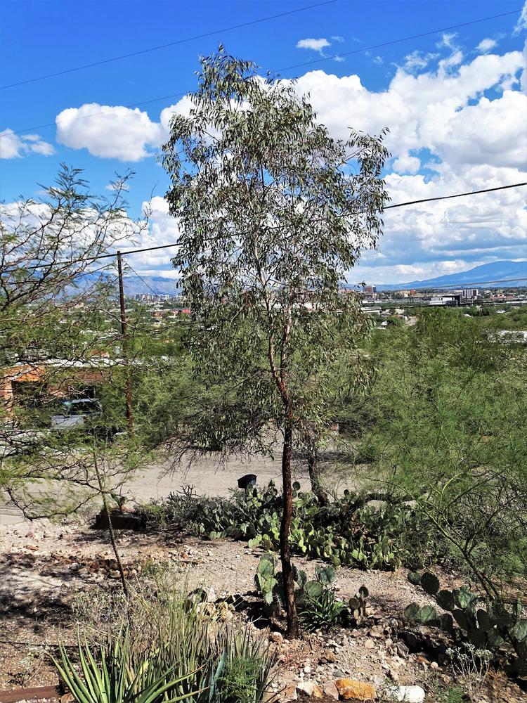 Photo of the entire plant of Red Ironbark (Eucalyptus sideroxylon ...
