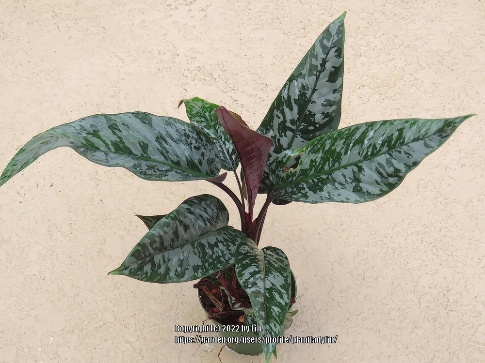 Photo of the entire plant of Apoballis acuminatissima posted by ...