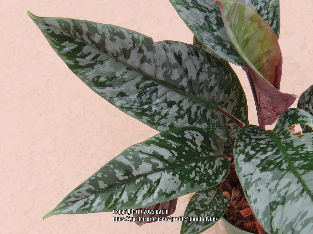 Photo of the leaves of Apoballis acuminatissima posted by plantladylin ...