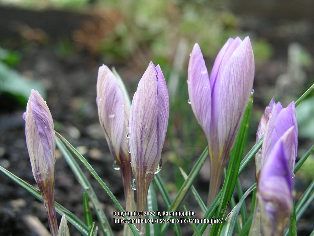 Photo of the closeup of buds, sepals and receptacles of Etruscan crocus ...