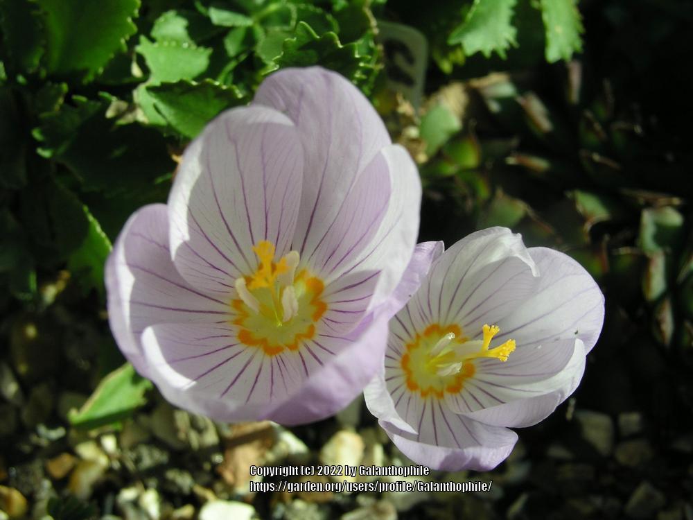 Photo of the bloom of Crocus (Crocus kotschyanus subsp. kotschyanus ...