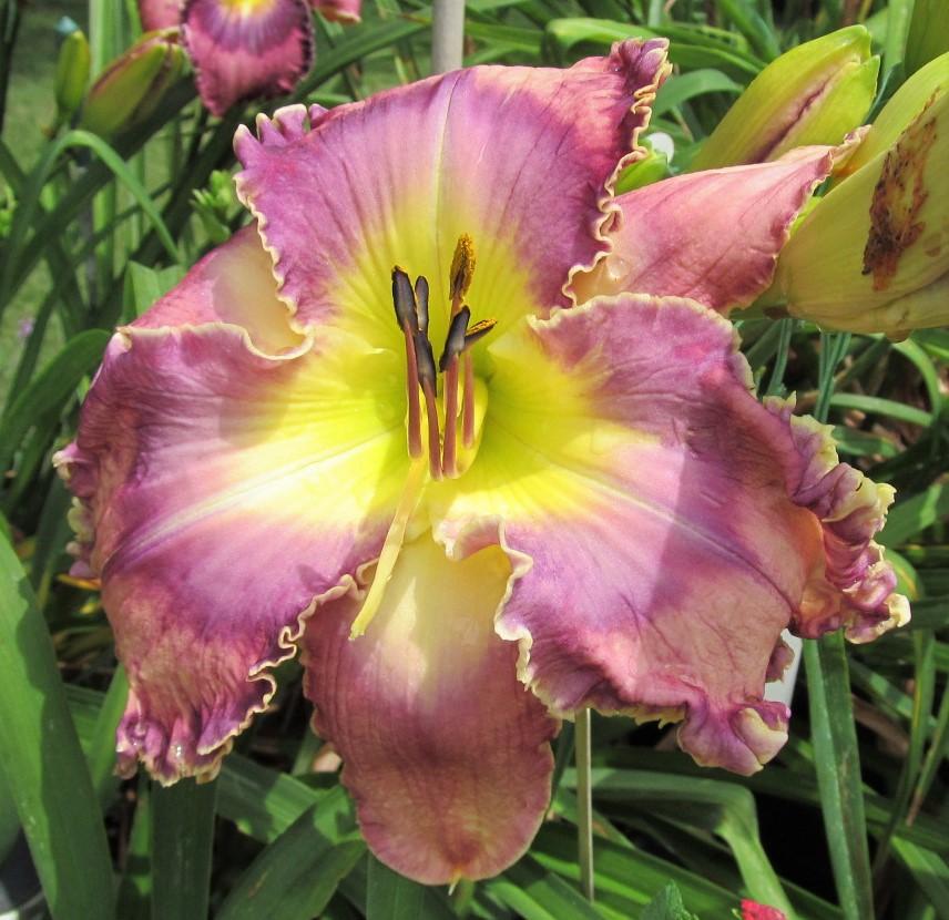 Photo of the bloom of Daylily (Hemerocallis 'Gathering of Nations ...