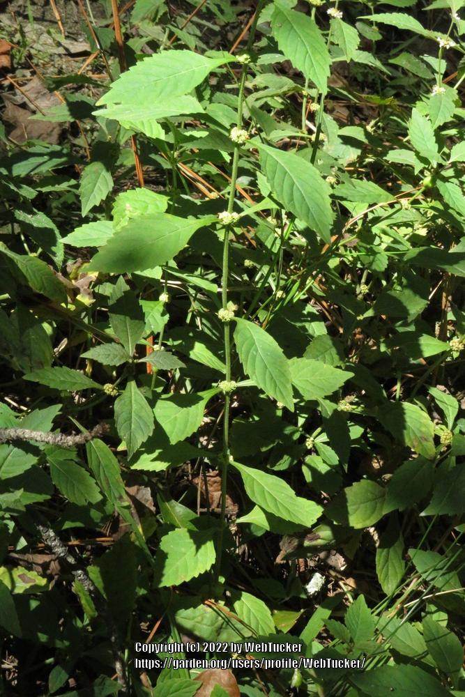 Photo of the entire plant of Bugleweed (Lycopus virginicus) posted by ...
