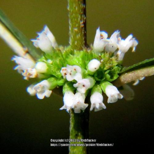 Bugleweed (Lycopus virginicus) - Garden.org