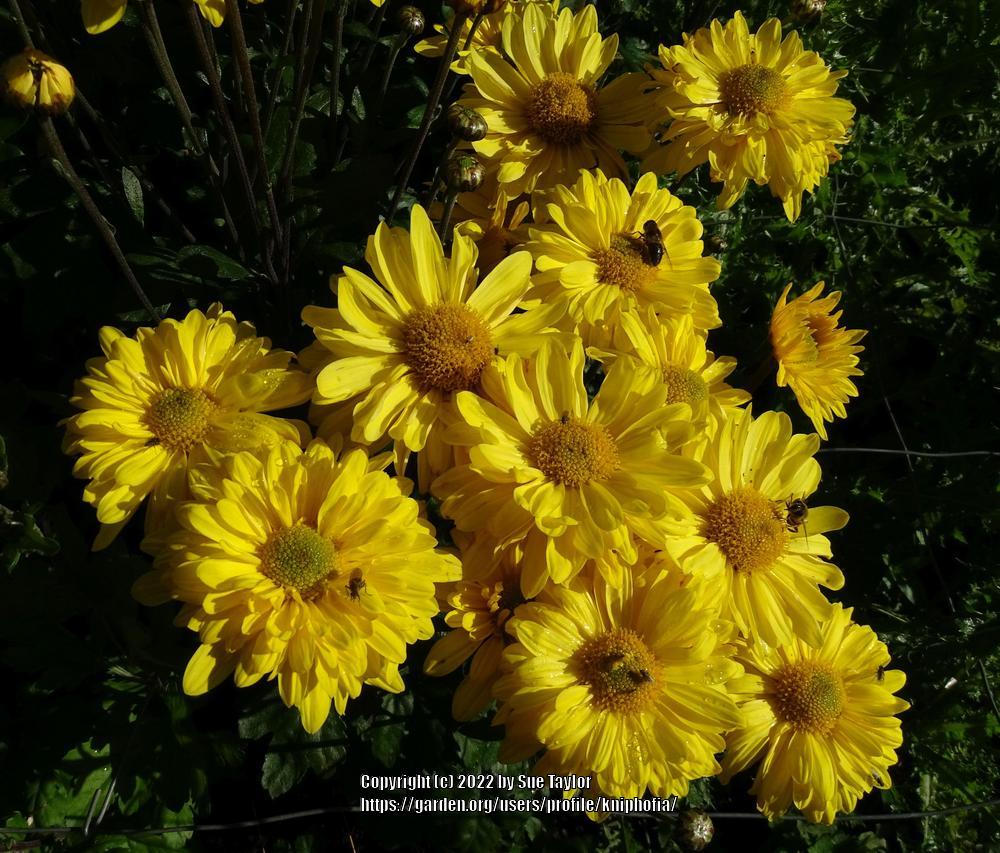 Photo of the bloom of Spray Mum (Chrysanthemum 'Yellow Enbee Wedding ...
