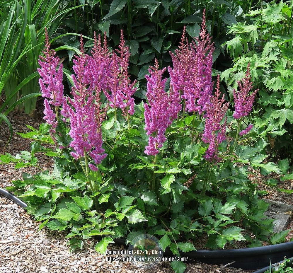 Chinese Astilbe (Astilbe rubra 'Visions') in the Astilbes Database ...