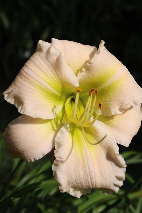 Photo of the bloom of Daylily (Hemerocallis 'Nancy Britz') posted by ...