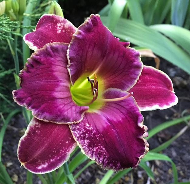 Photo of the bloom of Daylily (Hemerocallis 'Vanishing Mist') posted by ...