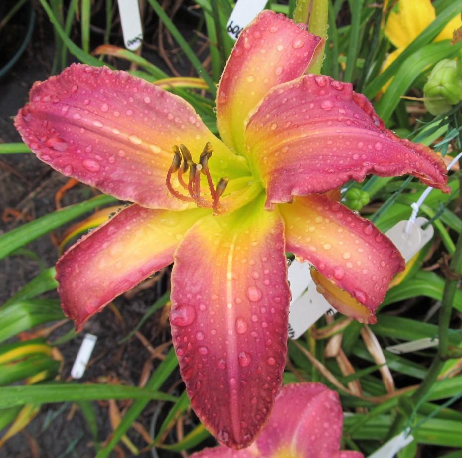 Daylily (Hemerocallis 'Finger Painting') in the Daylilies Database - Garden.org