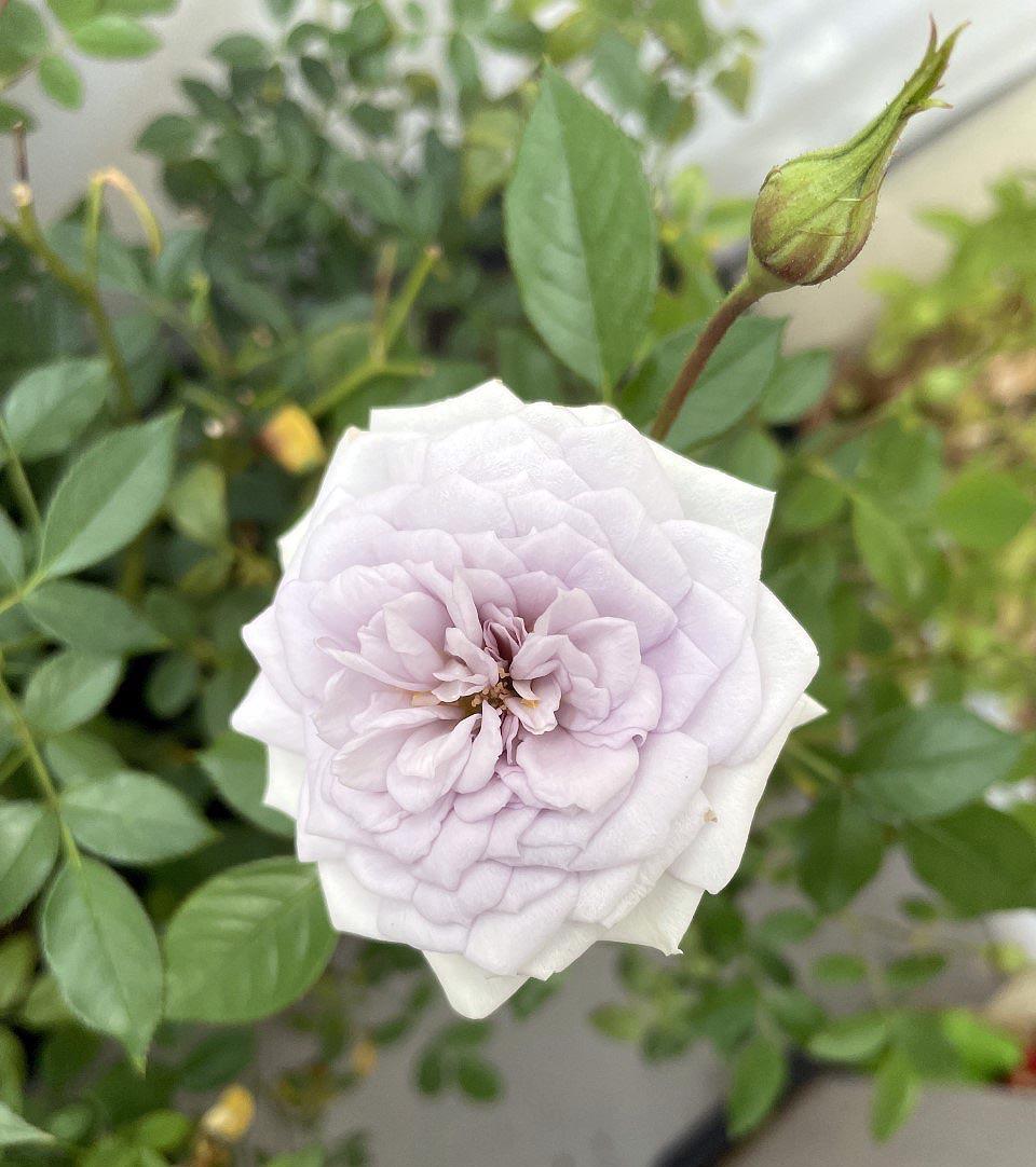 Photo of the bloom of Rose (Rosa 'Winter Magic') posted by juba1 ...