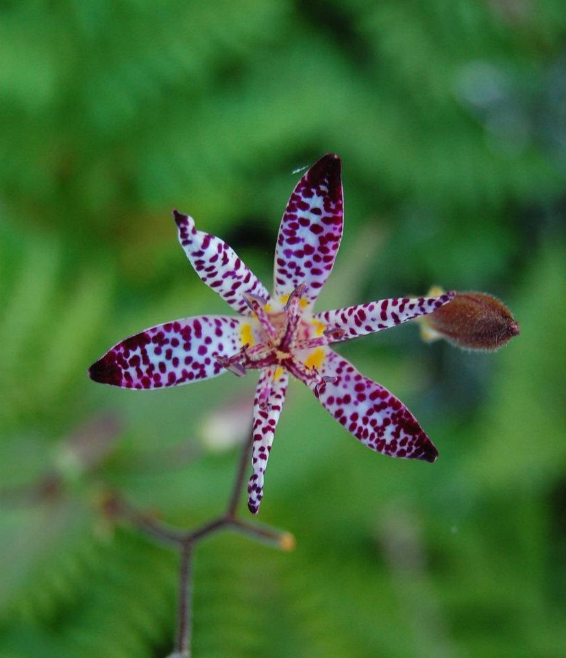 Photo of the bloom of Toad Lilies (Tricyrtis) posted by pixie62560 ...
