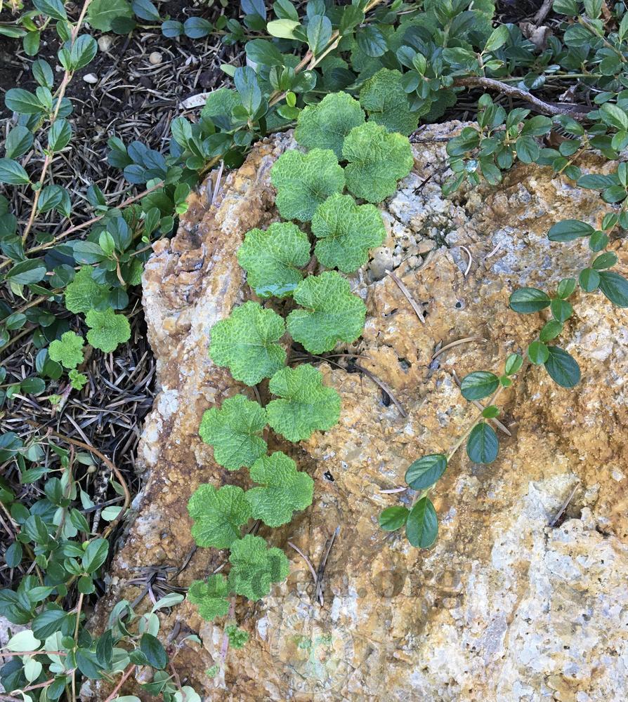 Photo of the leaves of Creeping Taiwan Bramble (Rubus rolfei 'Formosan ...