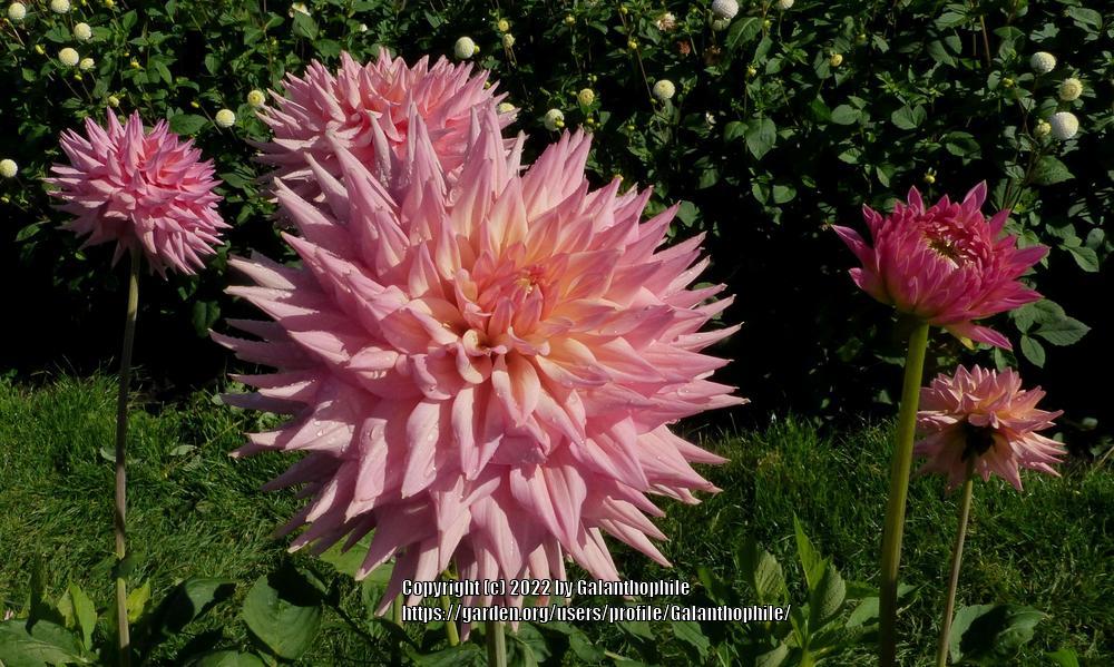 Photo of the bloom of Dahlia 'Ruskin Michelle' posted by Galanthophile ...