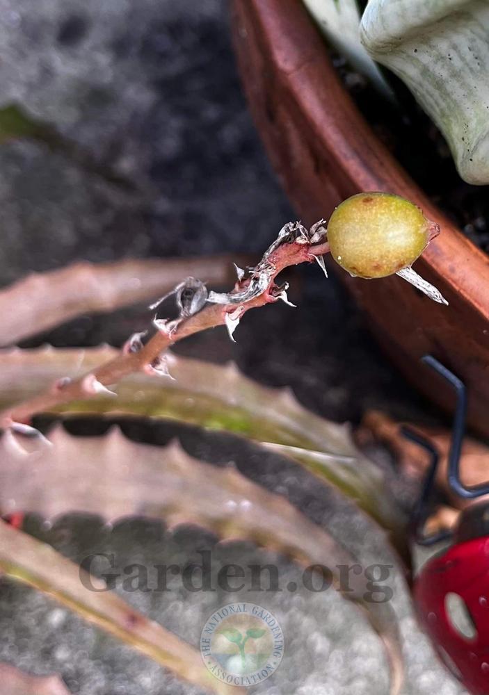 Photo of the seed pods or heads of Aloe (Aloe prostrata) posted by ...