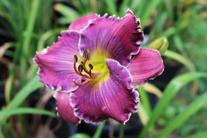 Photo of the bloom of Daylily (Hemerocallis 'George Orwell') posted by ...