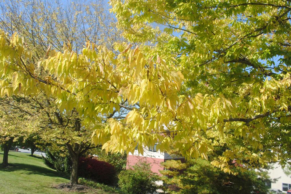 Photo of the fall color of Common Hackberry (Celtis occidentalis ...